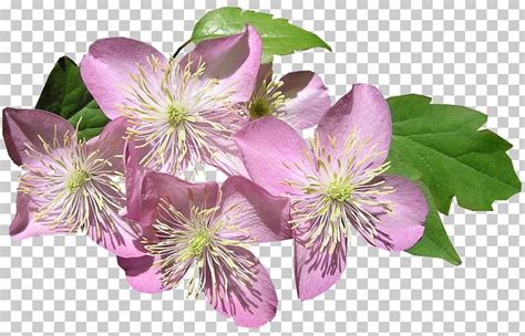Anemone Clematis Love And Sex With Robots Png Clipart Artificial