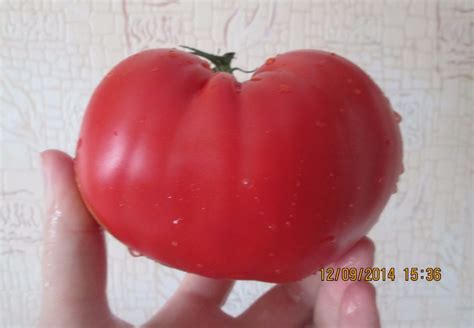 Томат Мон-де-Maрац: описание сорта, отзывы, фото | tomatland.ru