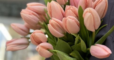 Купить тюльпаны в Минске от 7 руб с доставкой на дом Бутоника