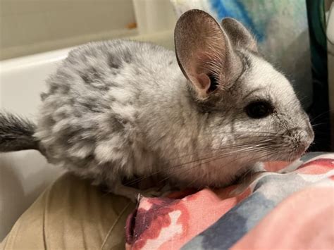 Please Help Me Identify The Sex Of This Chinchilla Asap Rchinchilla