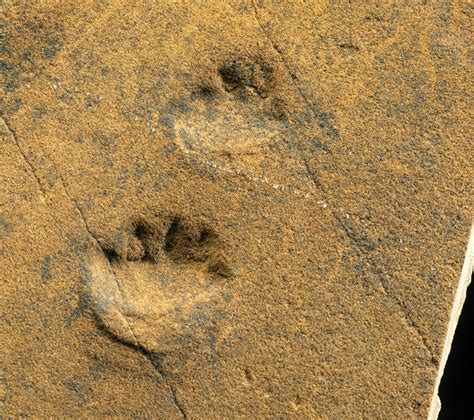 Permian Tetrapod Footprints