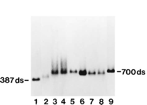 Analysis Of The Duplex Region Of Hm Dna With S1 Nuclease And