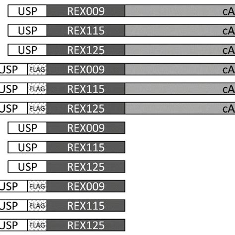 Scheme Of Genetic Constructs For Display Psd And Secretion Psc Of Download Scientific