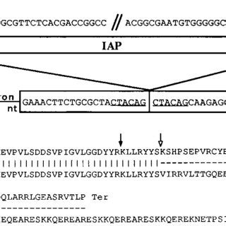 Consequences Of The Ep IAP Insertion A DNA Sequence Of The IAP Download Scientific Diagram
