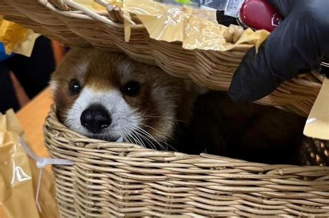 ថៃ រកឃើញខ្លា ឃ្មុំ ផេន ដា ក្រហម និងពស់ក្នុងវ៉ាលីជួញដូរខុសច្បាប់នៅអាកាសយានដ្ឋាន