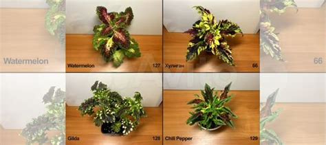 Колеусы укорененные черенки купить в Уфе Товары для дома и дачи Авито