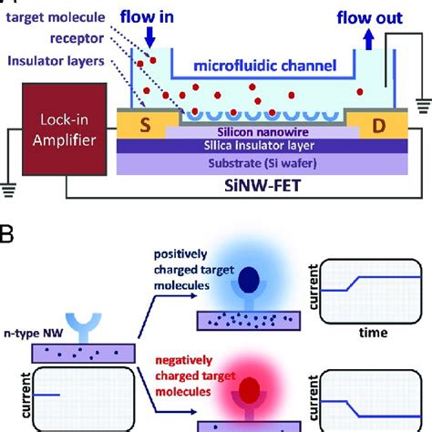 Pdf Silicon Nanowire Field Effect Transistor Based Biosensors From Sensitive To Ultra Sensitive