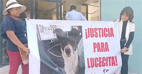 Moquegua Menores Dejan Grave A Perrita Por Reventar Pirotécnico En Su