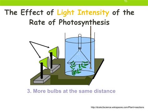 Light Intensity For Photosynthesis