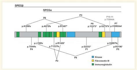 Localization Of Speg Mutation Associated With Human Disease Diagram Download Scientific