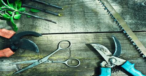 Master The Art Of Pruning Trees And Shrubs GIY Plants
