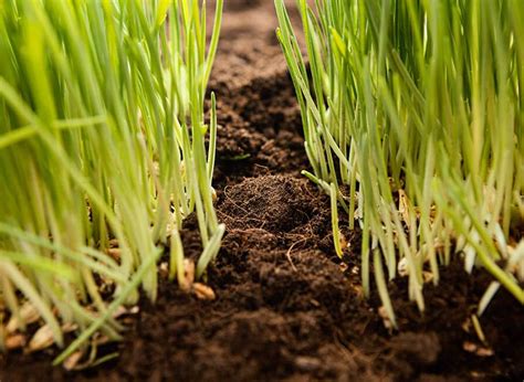 Chloride In Soil An Essential Yet Overlooked Nutrient Melbourne Soil