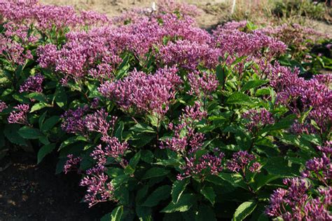 Eupatorium Euphoria Ruby Bloom 20208 Proven Winners