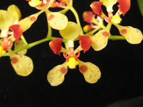 Oncidium Coloratum 1 2