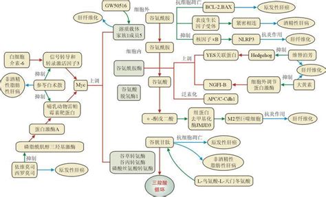 谷氨酰胺代谢途径详解