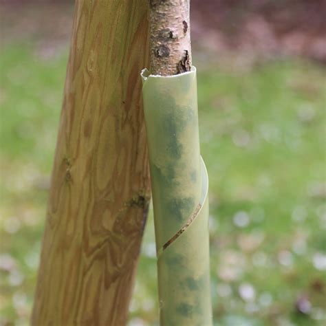 Buy Biodegradable Tree Guard