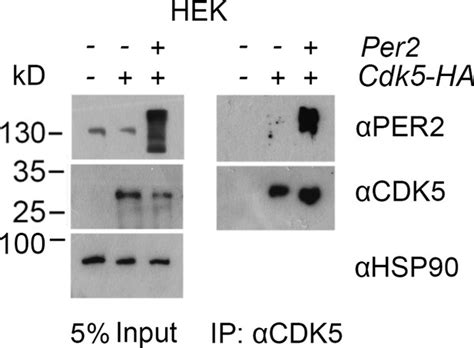 Figures And Data In Cyclin Dependent Kinase 5 Cdk5 Regulates The Circadian Clock Elife