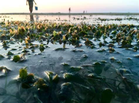 Broome Community Seagrass Monitoring Project Volunteers Walk Out To