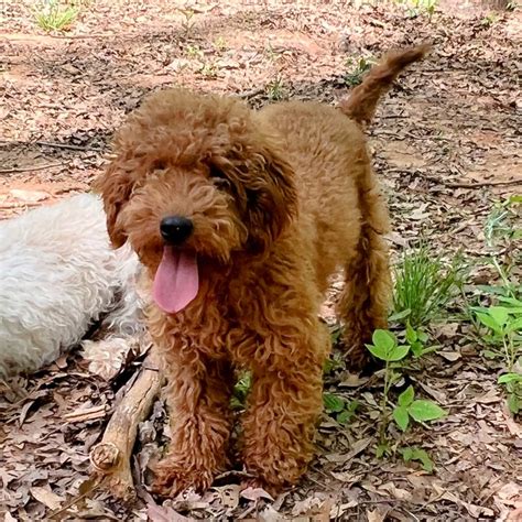 Mini Apricot Labradoodle