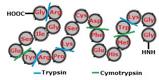 Chymotrypsin Vs Trypsin Definition Differences Lesson Study Com