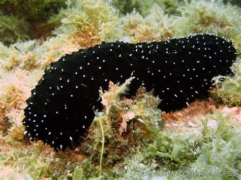 Holothuria Panningothuria Forskali Doris
