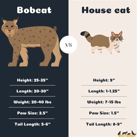 Bobcat Size Comparison How Big Is A Bobcat