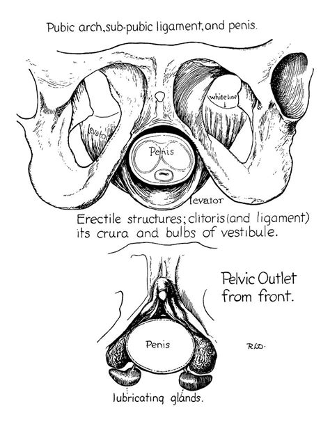 File Human Sex Wikimedia Commons