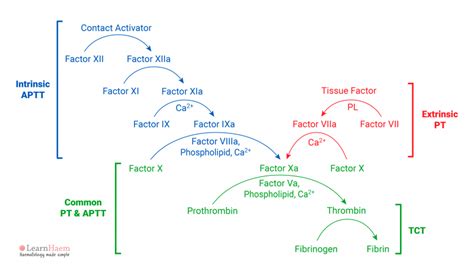 Coagulation Learnhaem Haematology Made Simple