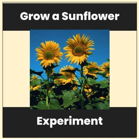 Grow A Sunflower Experiment By Greenbean Secondary Science Tpt