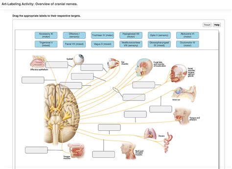 Solved Art Labeling Activity Overview Of Cranial Nerves Chegg Com