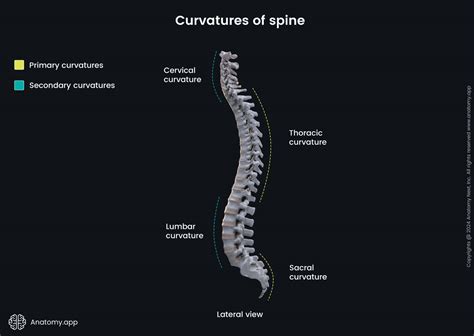 Curvatures Of Spine Anatomyapp