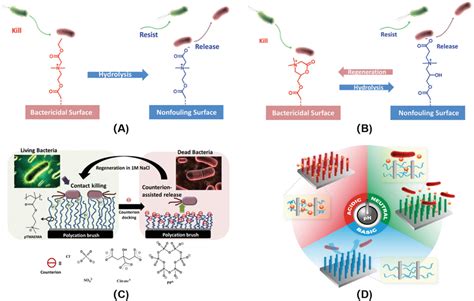 A A Bactericidal Surface Based On A Zwitterionic Ester Precursor Which Download Scientific