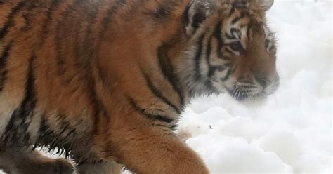 [포토]호랑이와 까치