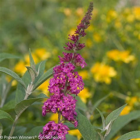 Miss Ruby Butterfly Bush Buddleia X Proven Winners