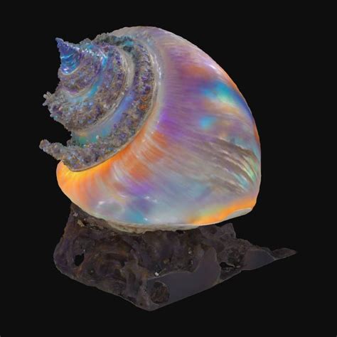 Radiant Spiral Shell Download Free 3d Models Generated With Meshy Ai By Lelievremaxime