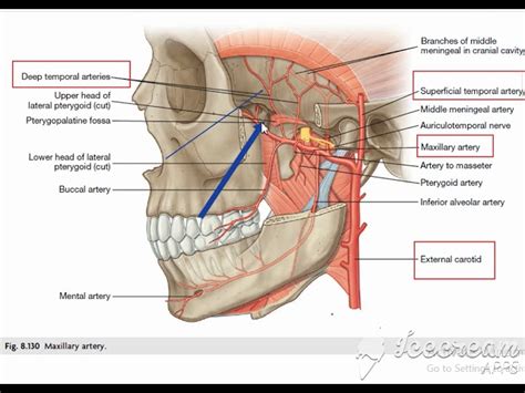 Infratemporal Fossa Boundaries And Contents Anatomy Qa Fossa