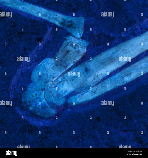 Archaeopteryx Fossil Research Close Up Of A Fossil Of An Archaeopteryx Sp Dinosaur Under Uv