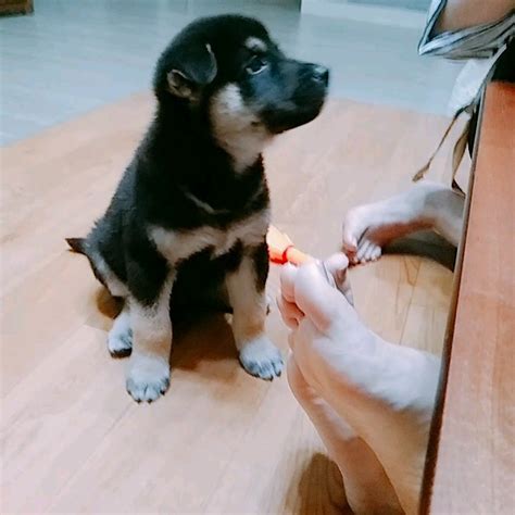 누나 발 핥는 강아지 탄 YouTube