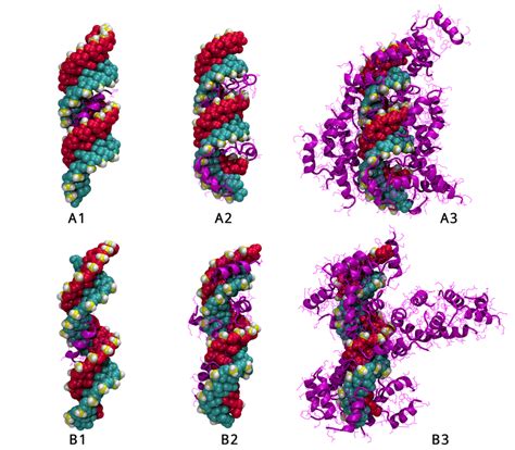 Predicted Structures Of Cpp Gapdh A A Form B B Form Complexes