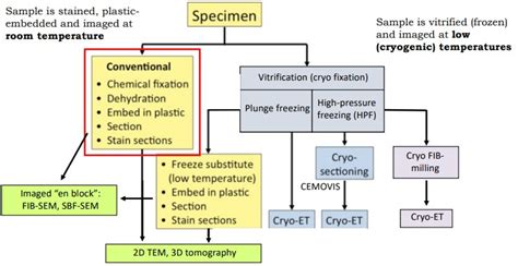 Sample Preparation For Room Temperature TEM BS Bioimaging