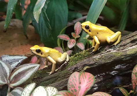 Phyllobates Terribilis Zoochat