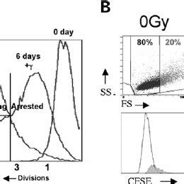 CFSE Assay For Post Irradiation Cell Division A Analysis Of Cell Download Scientific
