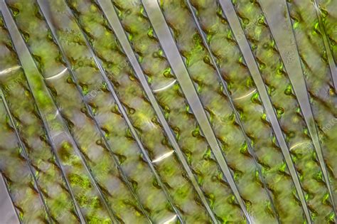 Spirogyra Sp Algae Light Micrograph Stock Image C060 3688 Science Photo Library