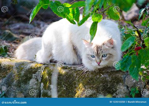 Gato Persa Lindo Del Primer En Los Ojos Azules Curiosos Del Color Gris Que Buscan Algo Foto De