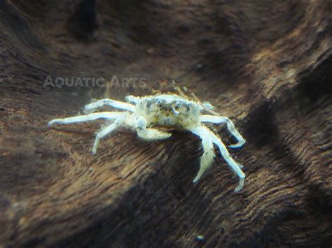 Freshwater Aquarium Crabs