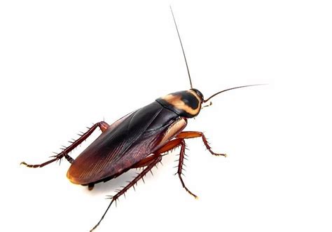 Roach Pest Control Service Dr Death Pest Control