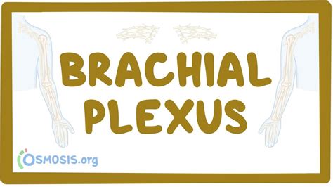 Brachial Plexus Video Causes Meaning Osmosis Brachial Plexus Video Causes Meaning Osmosis