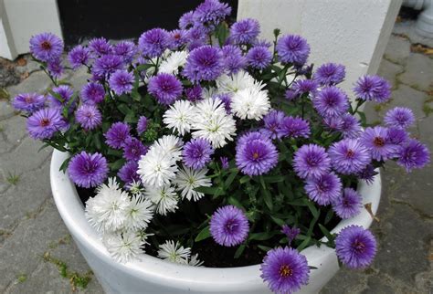 Asters Obp Opplysningskontoret For Blomster Og Planter