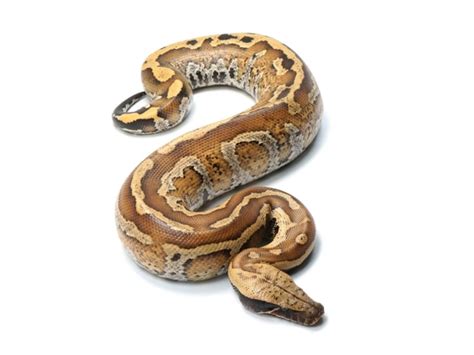 Borneo Short Tail Python Borneo Short Tailed Python By Nerd