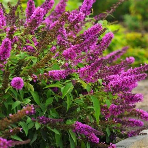Buddleia Flutterby Pink Dwarf Long Flowering Butterfly Garden Shrub